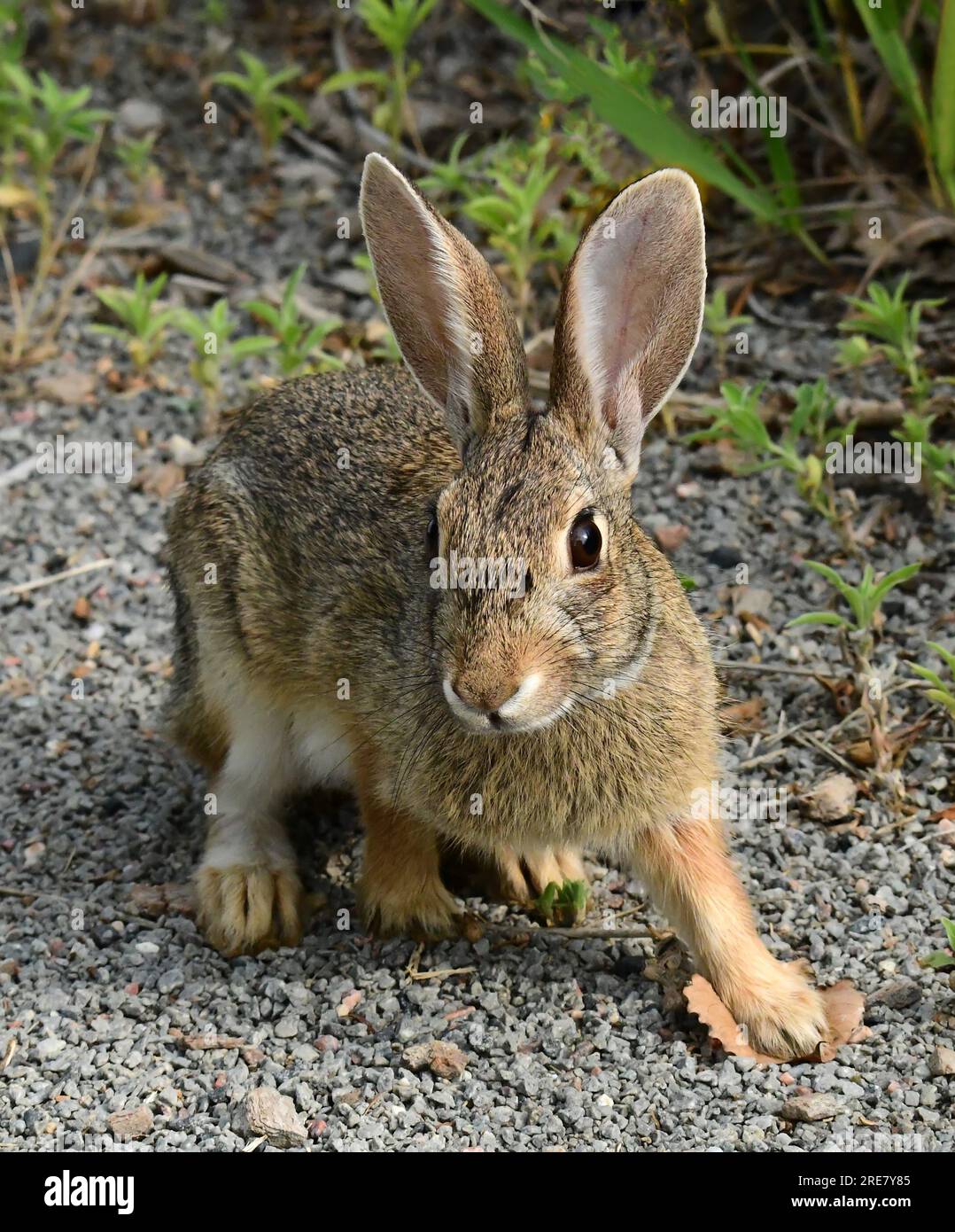 cute baby white-tailed jack rabbit along trail in summer at stearns ...