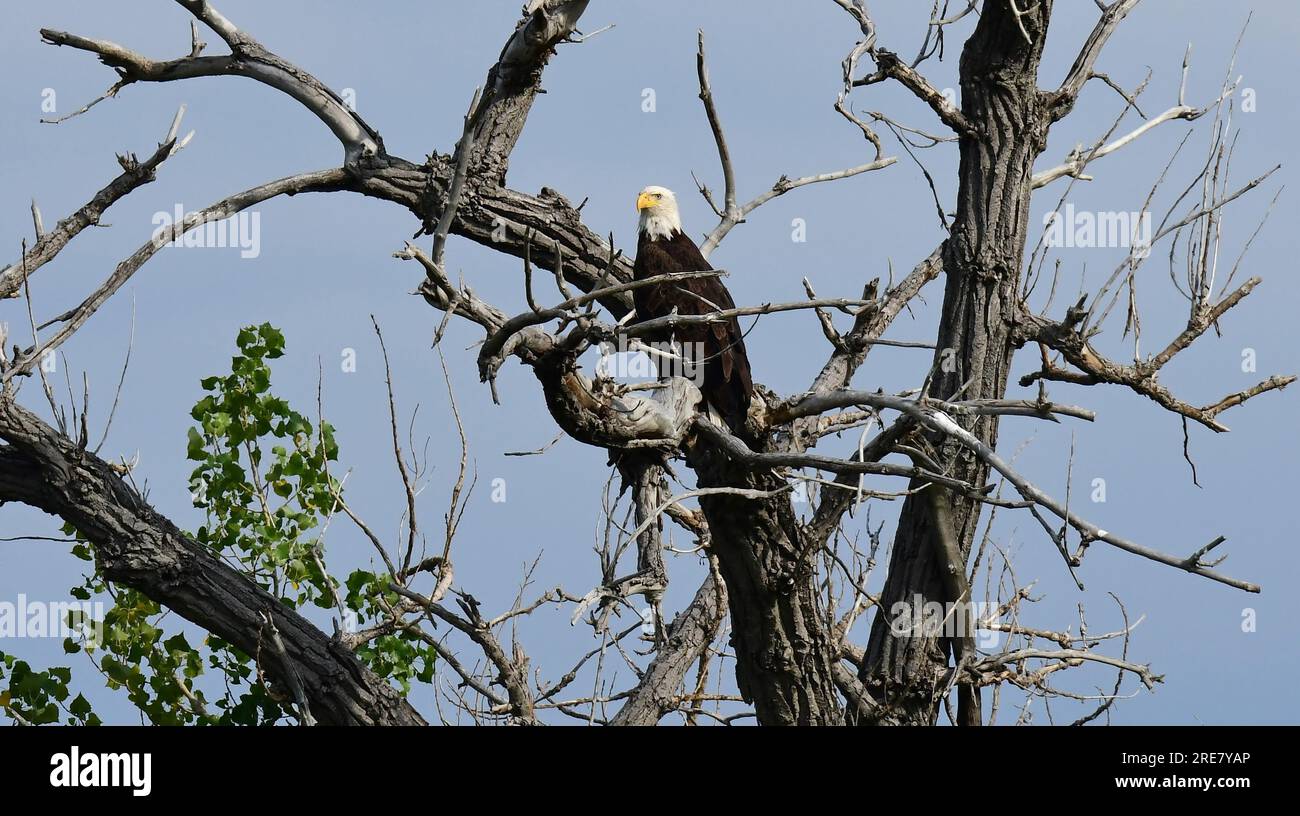 Hoooked beak hi-res stock photography and images - Alamy