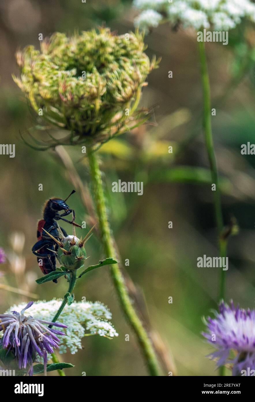 Dryed up wildflowers hi-res stock photography and images - Alamy