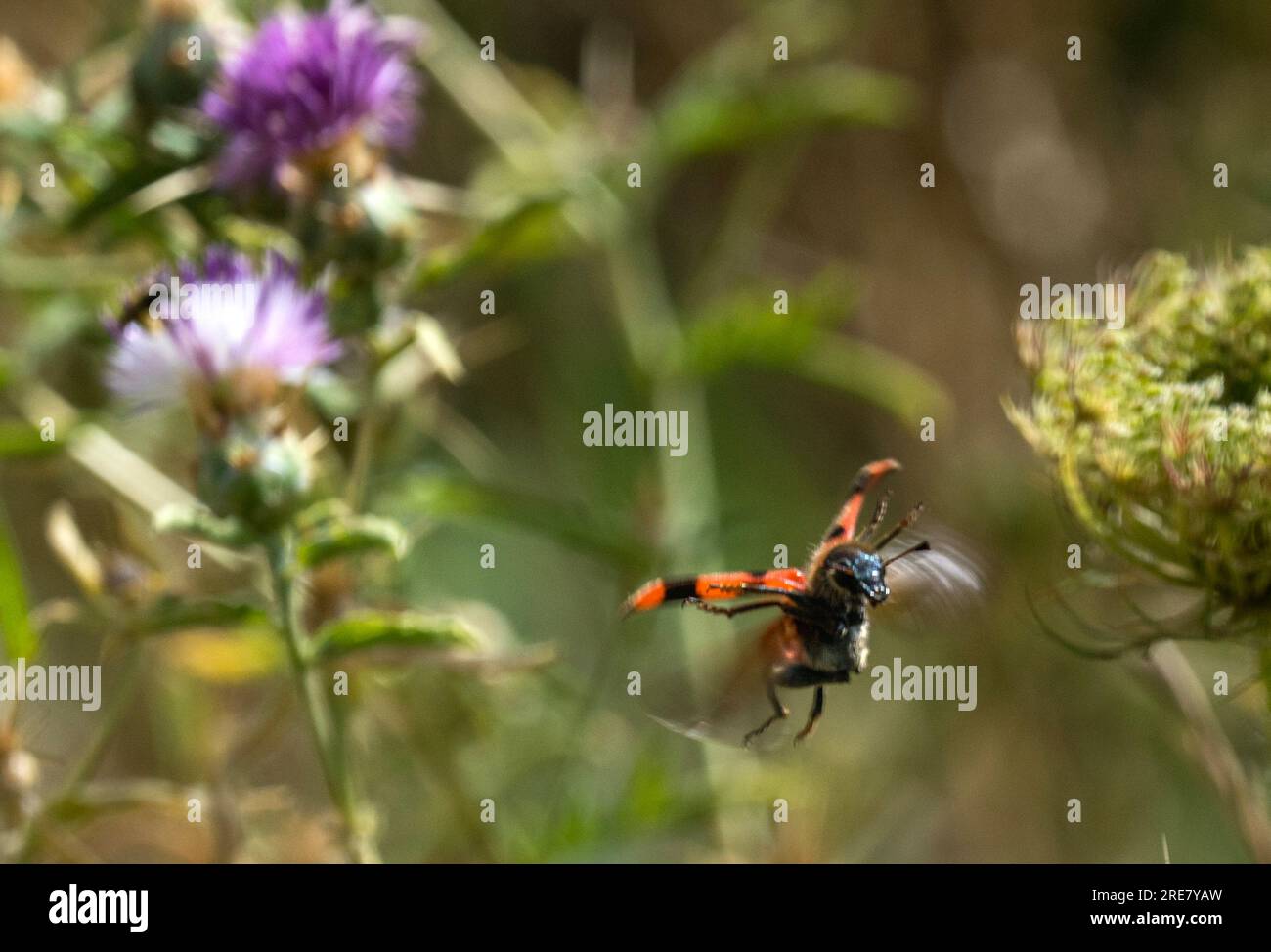 Dryed up wildflowers hi-res stock photography and images - Alamy