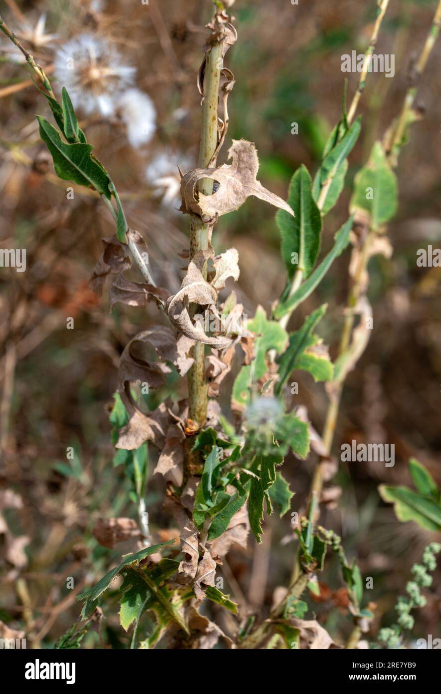 Dryed up wildflowers hi-res stock photography and images - Alamy