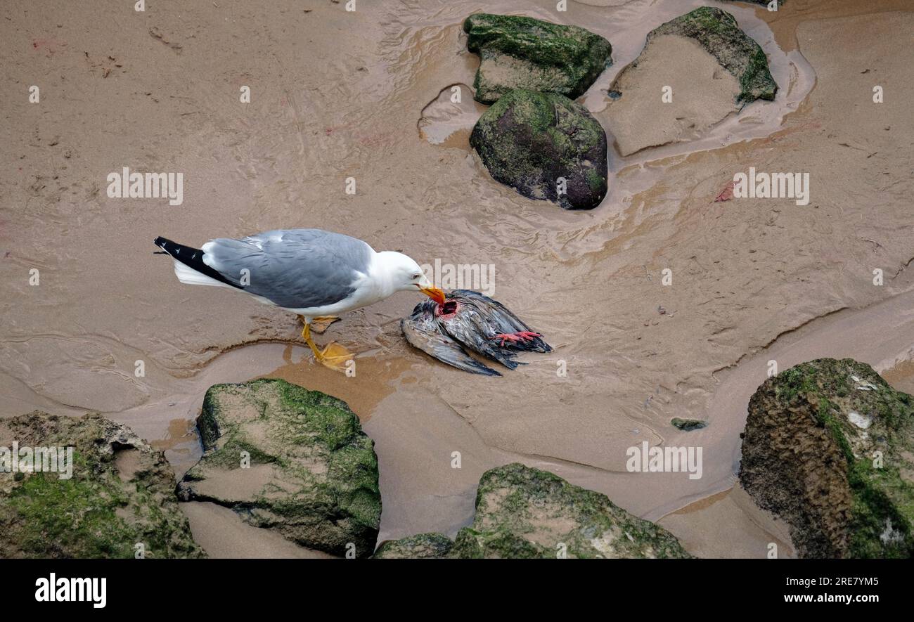 Seagull eating from a dead bird at the beach Stock Photo - Alamy