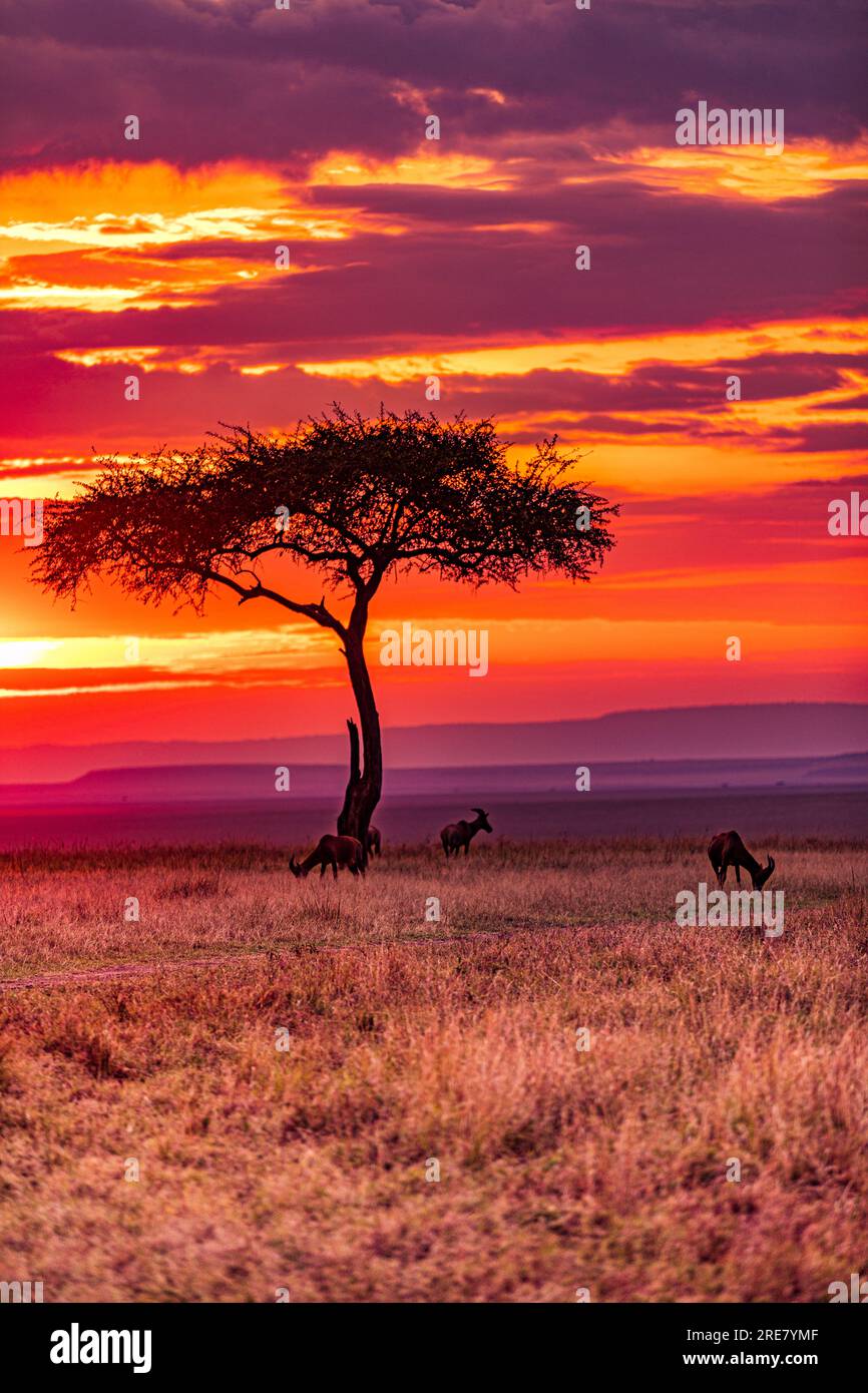 Maasai Mara National Reserve is an area of preserved savannah ...