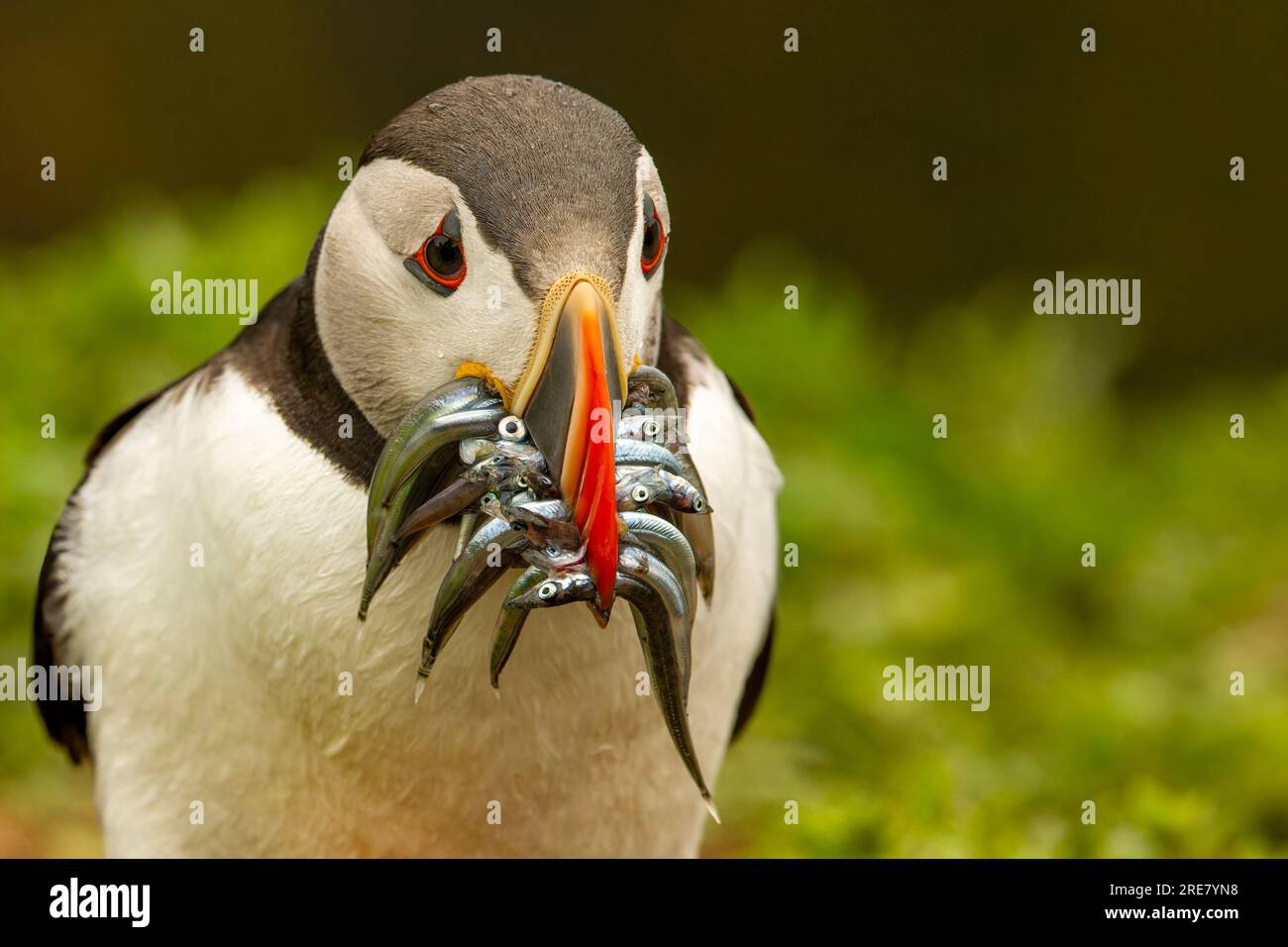 The last supper of sand eels. Skomer Island: CHUCKLESOME images show a ...