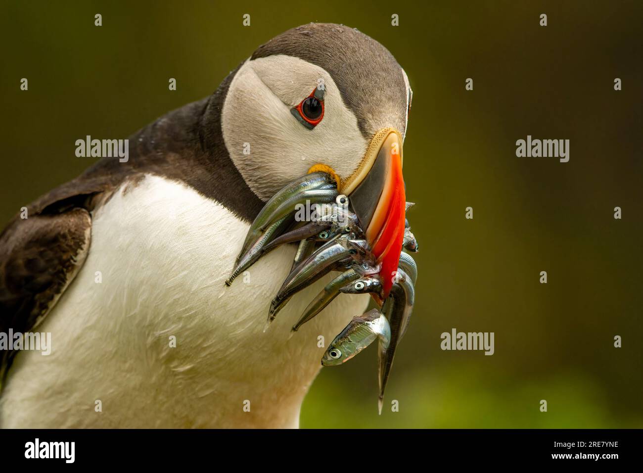 The last supper of sand eels. Skomer Island: CHUCKLESOME images show a ...