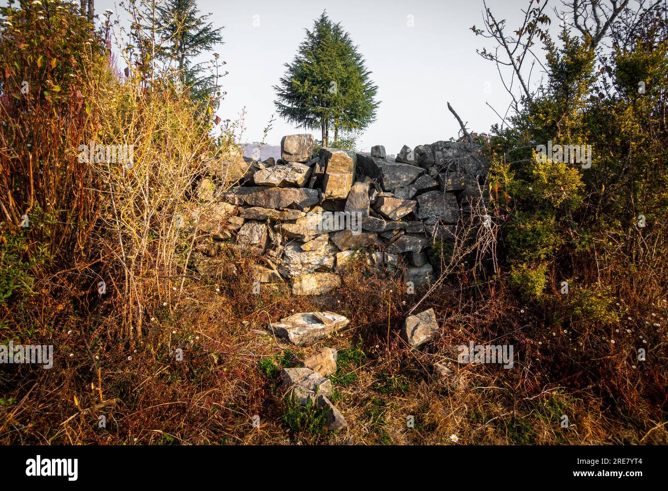 Stunning deodar Cedar tree in the Himalayan landscape, surrounded by ...