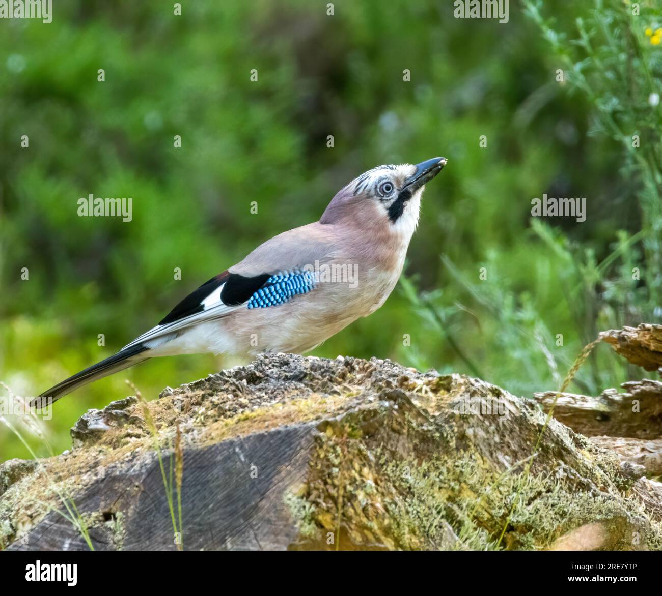Jay eating nut hi-res stock photography and images - Alamy