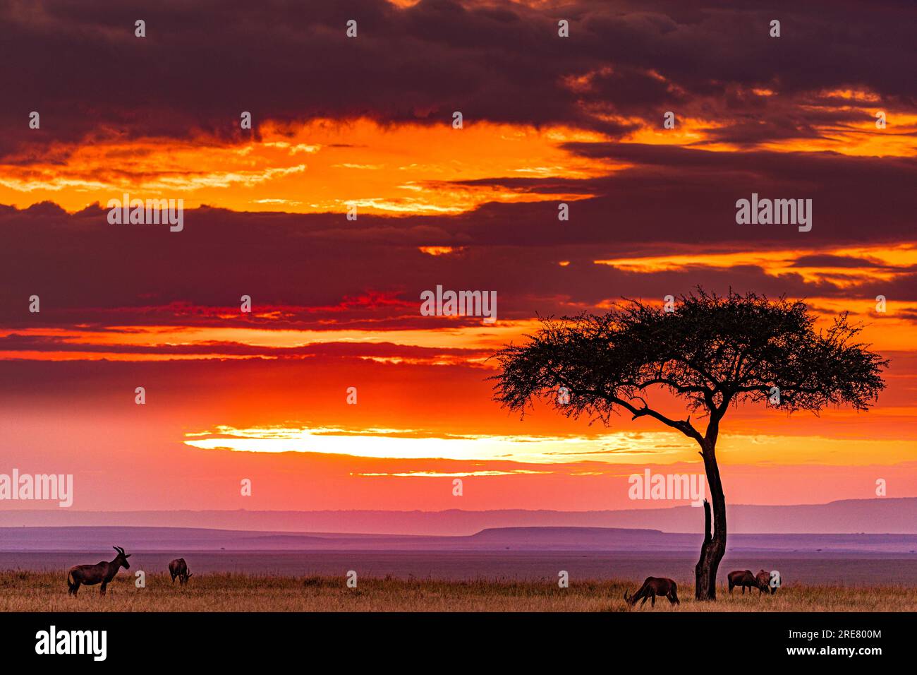 Maasai Mara National Reserve is an area of preserved savannah ...