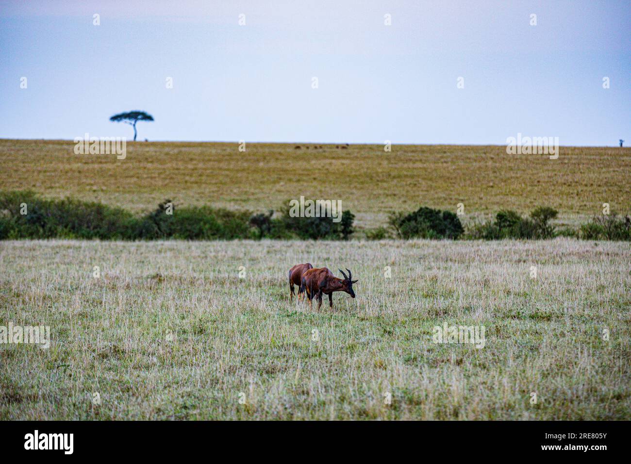 Maasai Mara National Reserve is an area of preserved savannah ...