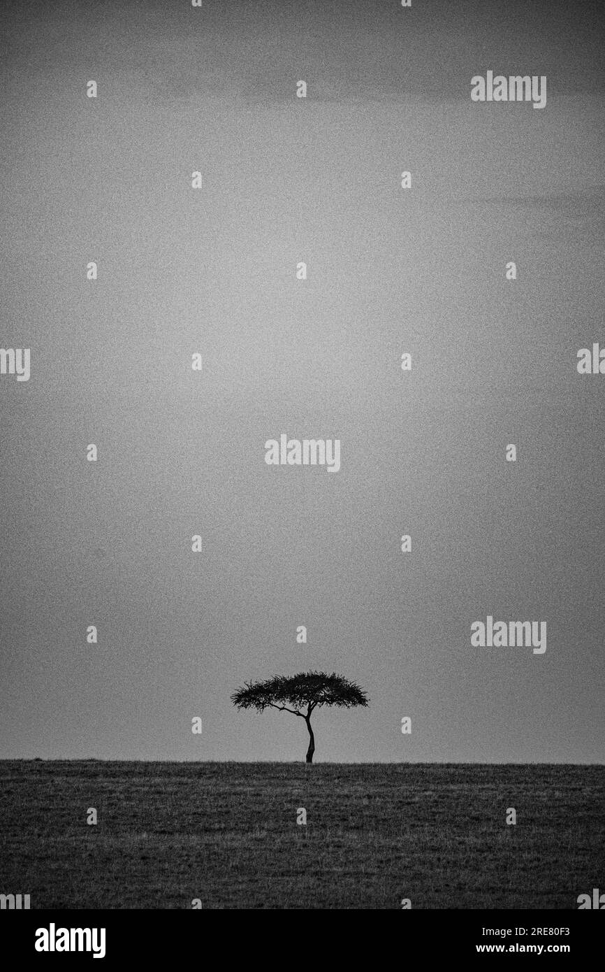 Maasai Mara National Reserve is an area of preserved savannah ...