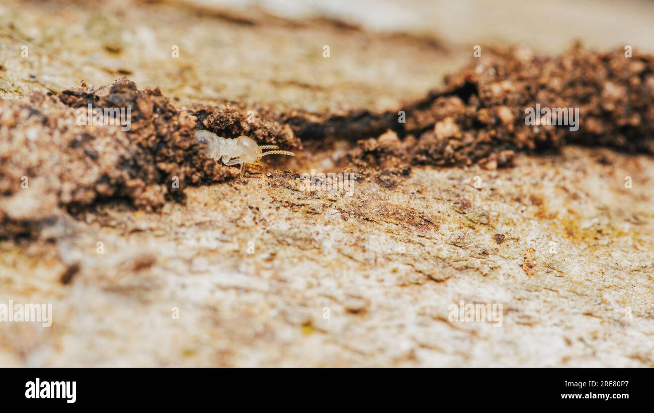Close up of worker termites walking in nest on forest floor, Termites ...