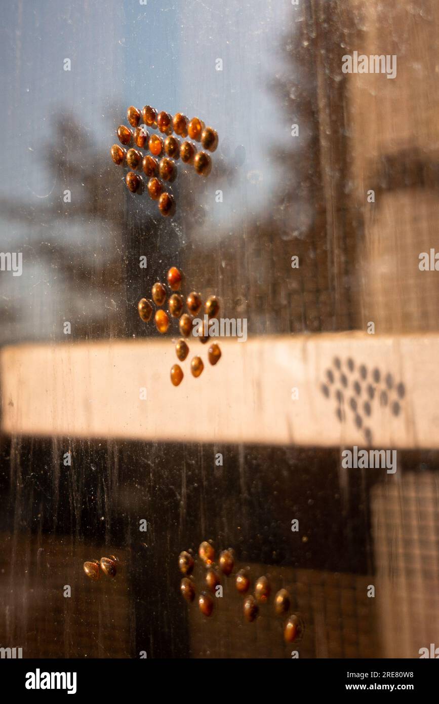 A cluster of insect eggs can be seen on the surface of a residential ...