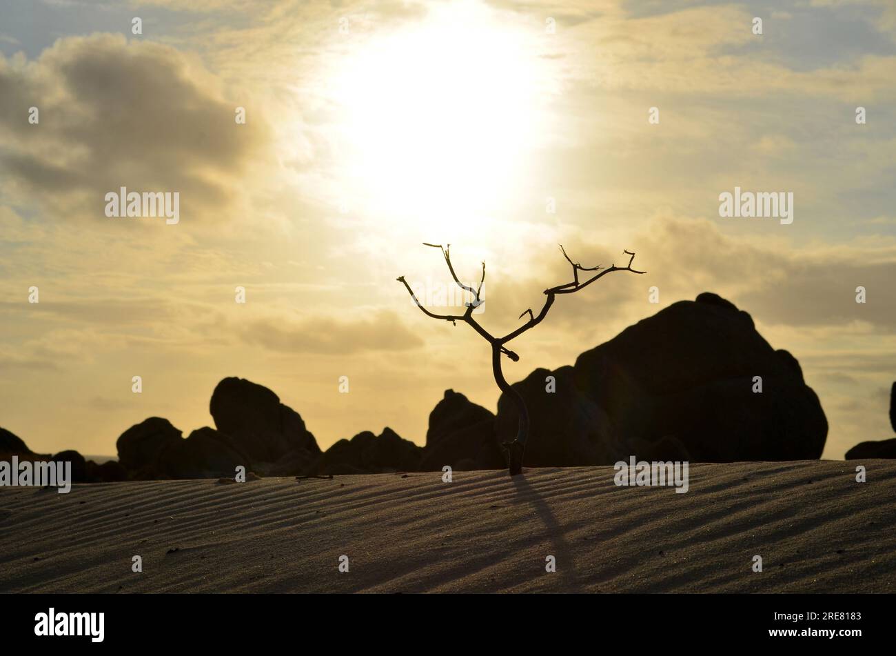 Aruba dunes hi-res stock photography and images - Alamy