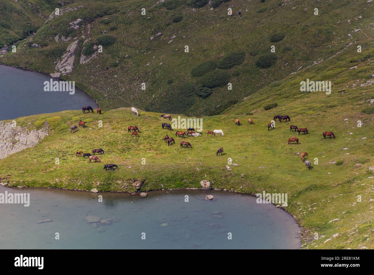 Horses and Golyamata Panitsa and Malkata Panitsa lakes in Rila ...