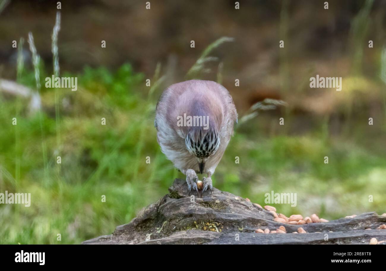 Beautiful colourful Jay corvid bird in the woodland eating nuts Stock ...