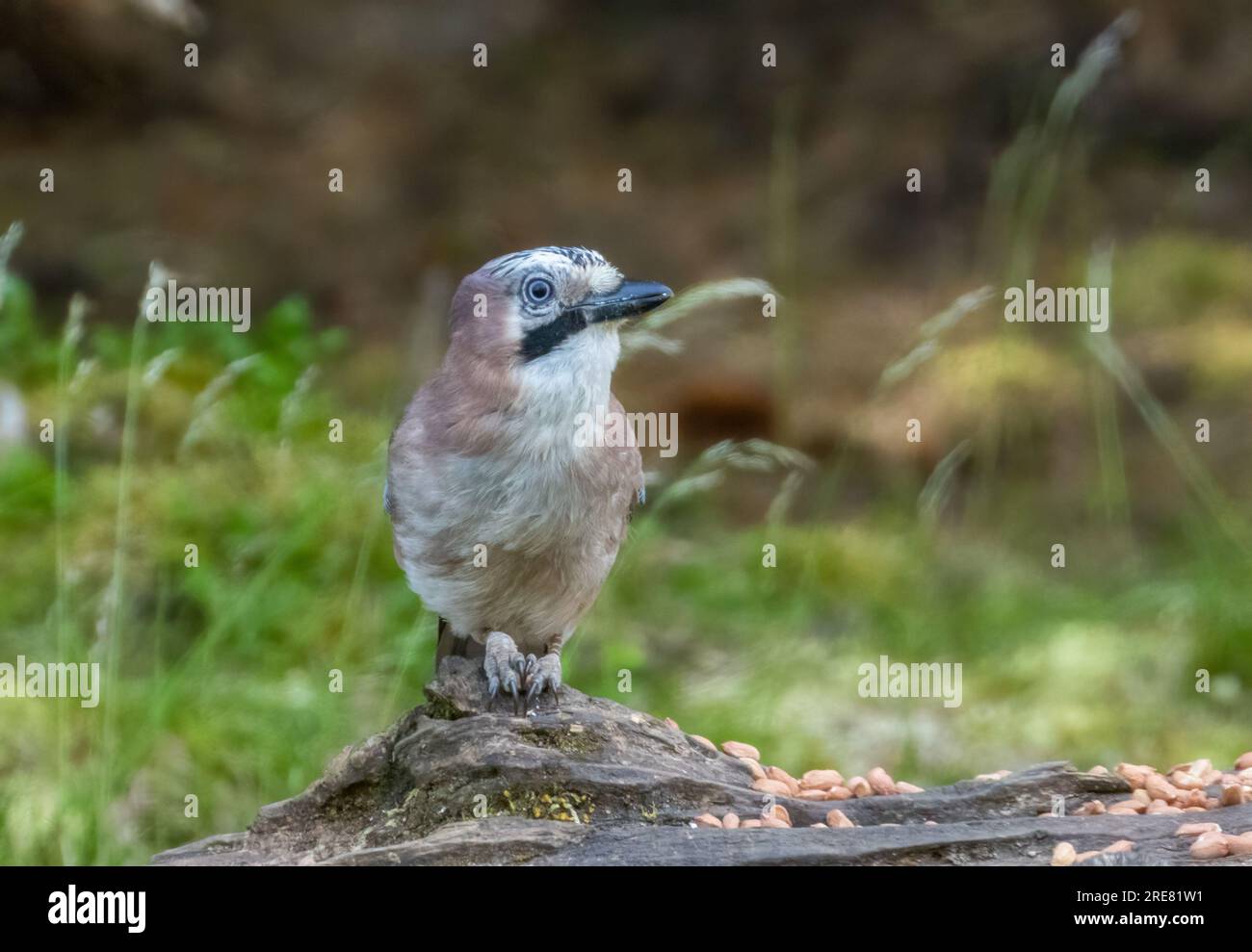 Beautiful colourful Jay corvid bird in the woodland eating nuts Stock ...