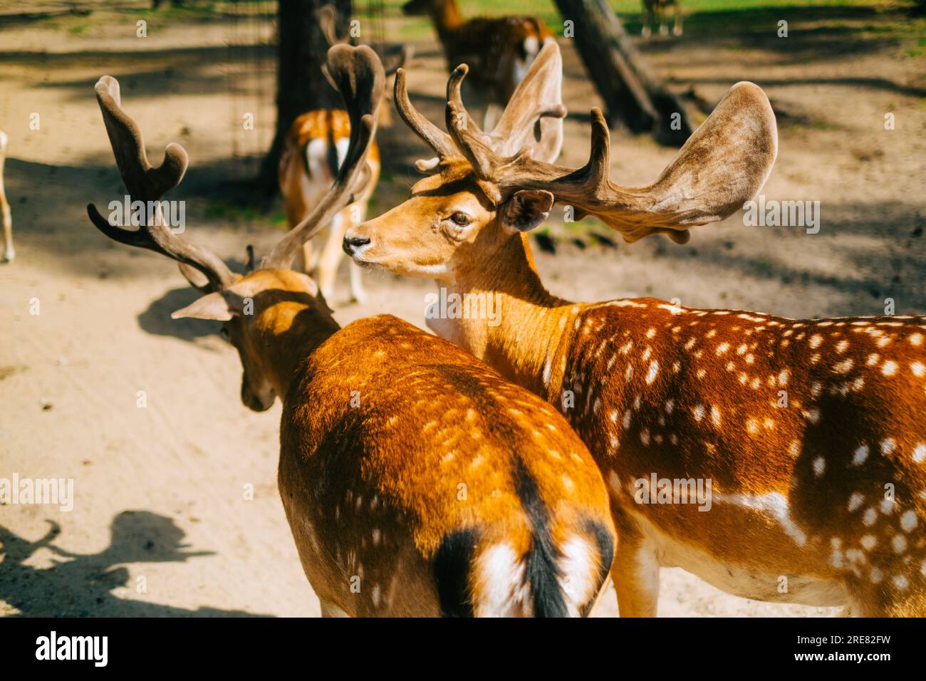 Red deer fallow deer majestically powerful animal in the forest ...