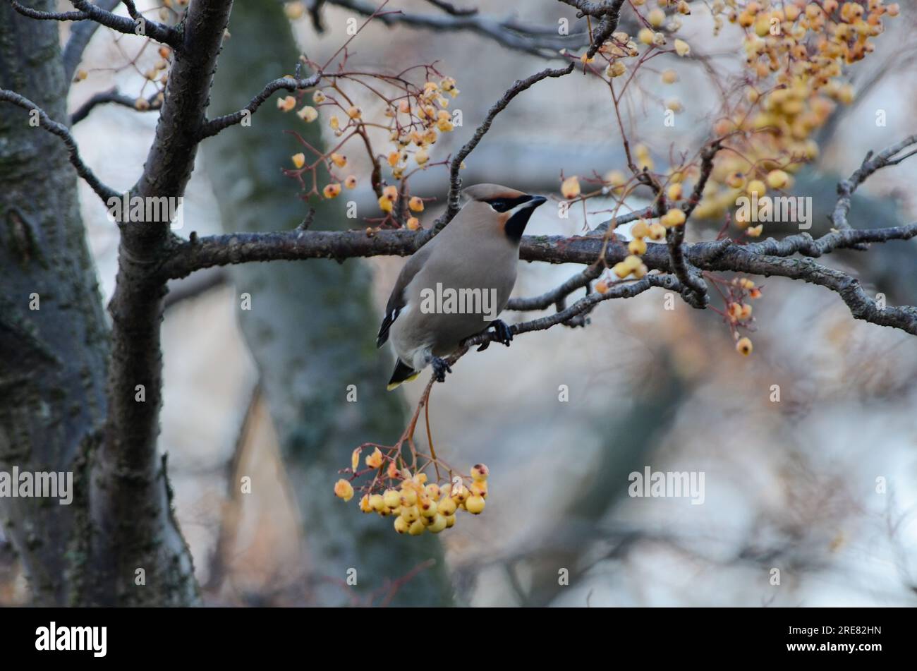 Museum of waxwings hi-res stock photography and images - Alamy