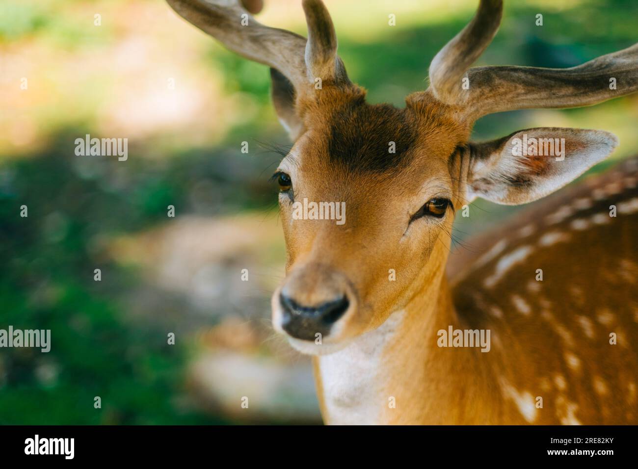 Red deer fallow deer majestically powerful animal in the forest ...