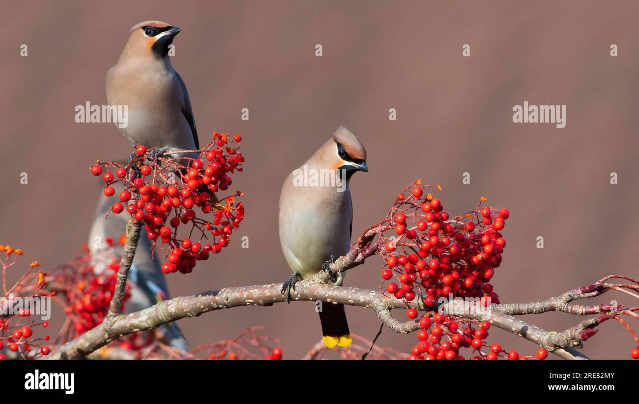 Museum of waxwings hi-res stock photography and images - Alamy
