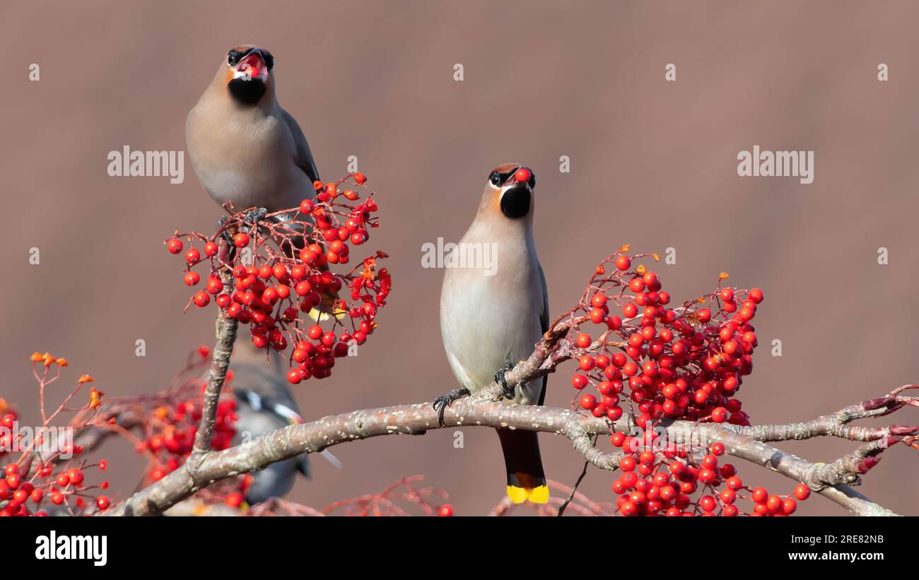 Museum of waxwings hi-res stock photography and images - Alamy