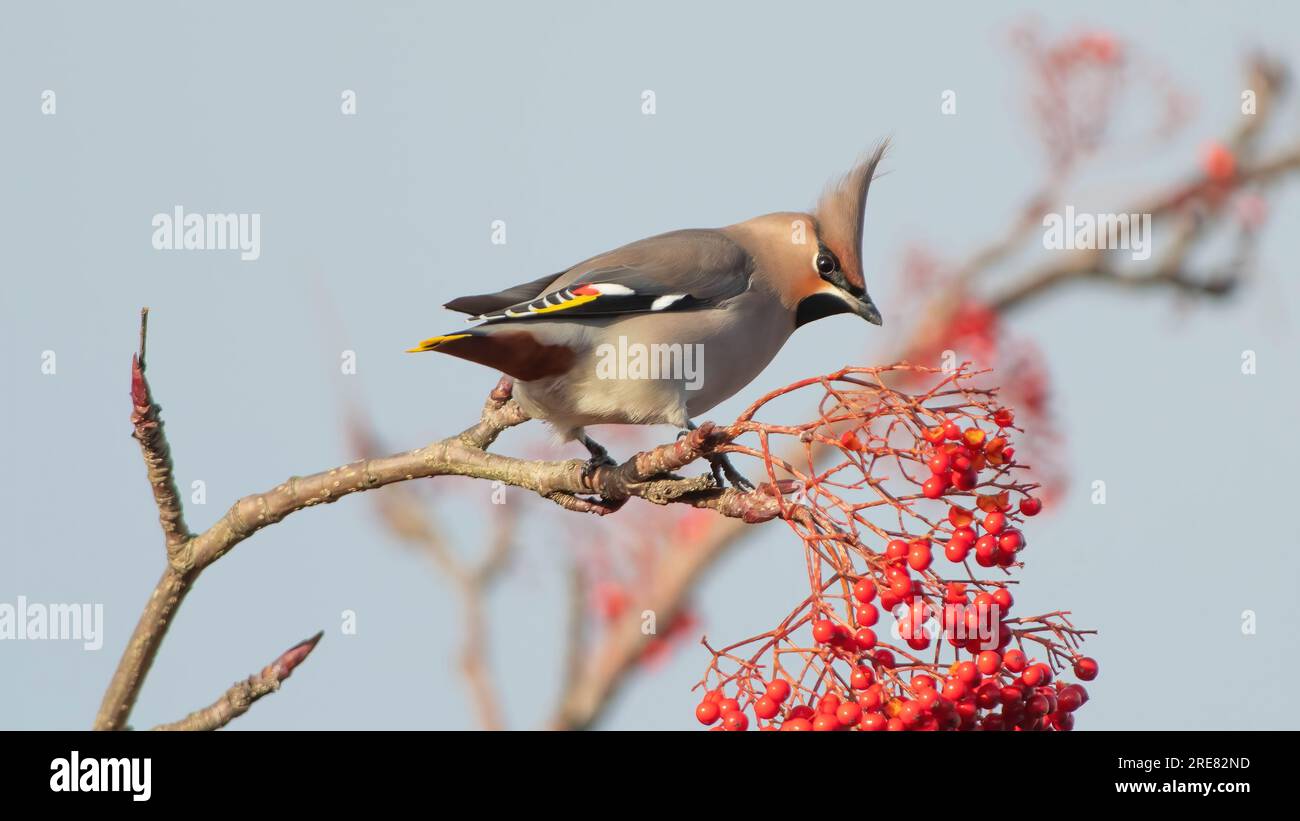 Museum of waxwings hi-res stock photography and images - Alamy