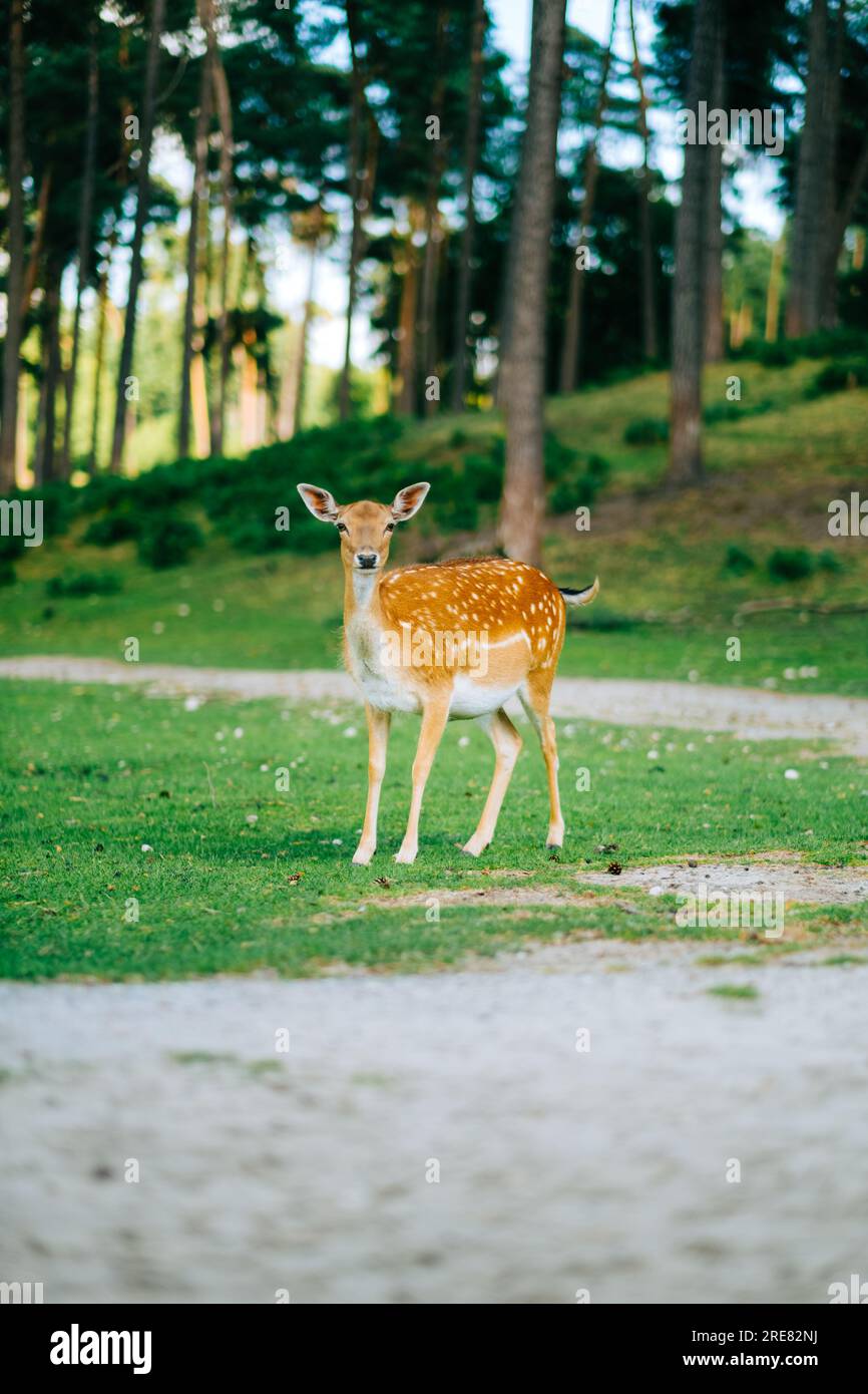 Red deer fallow deer majestically powerful animal in the forest ...