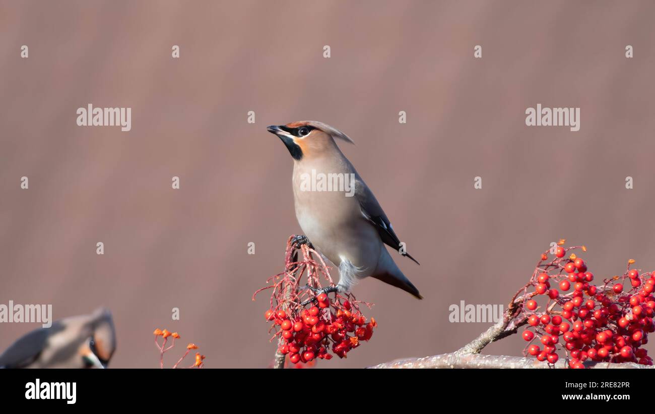 Museum of waxwings hi-res stock photography and images - Alamy
