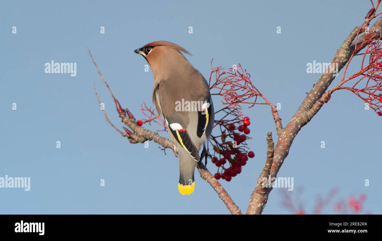 Museum of waxwings hi-res stock photography and images - Alamy