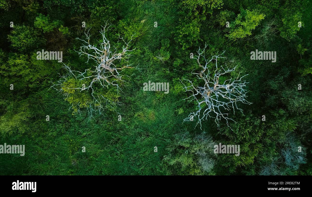 Aerial view of mystical green swamp in the forest. Dry dead trees at ...