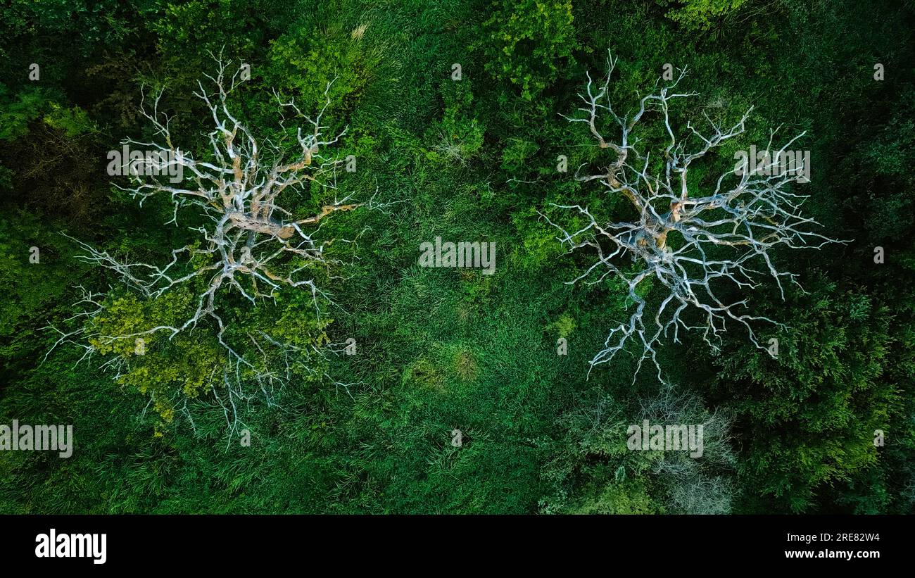 Aerial view of mystical green swamp in the forest. Dry dead trees at ...