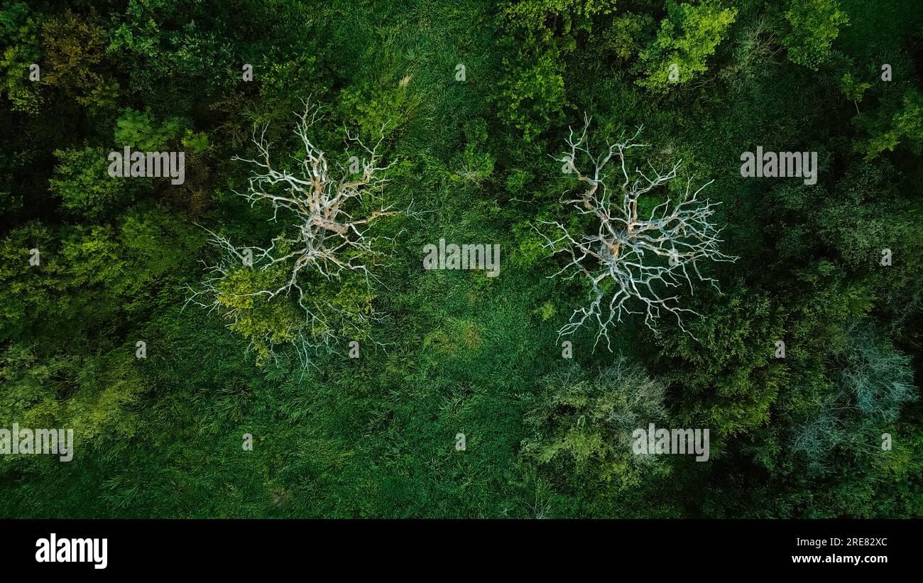 Aerial view of mystical green swamp in the forest. Dry dead trees at ...