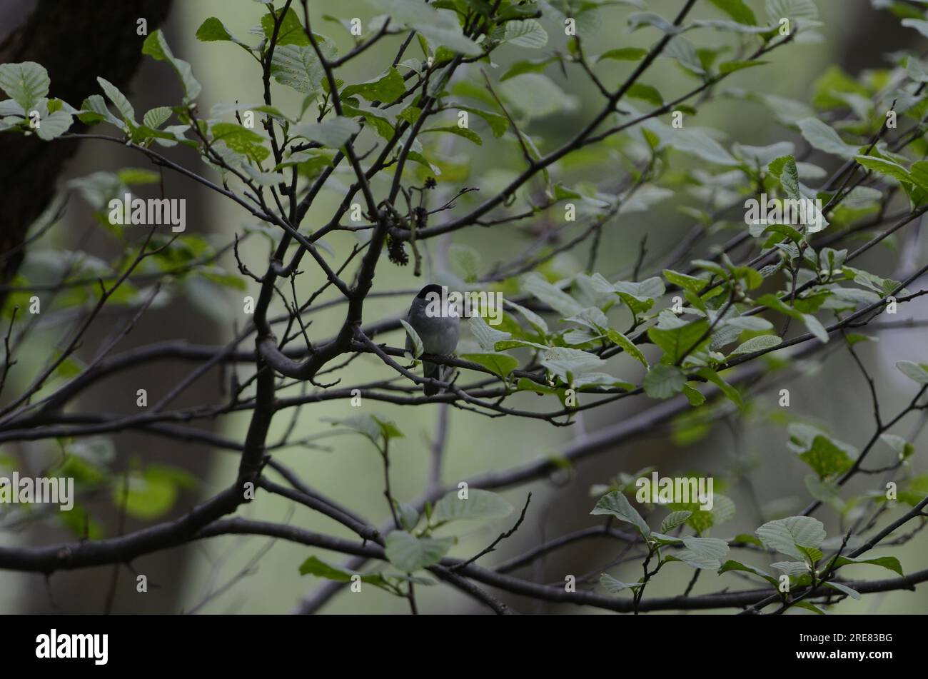 Black cap hi-res stock photography and images - Alamy
