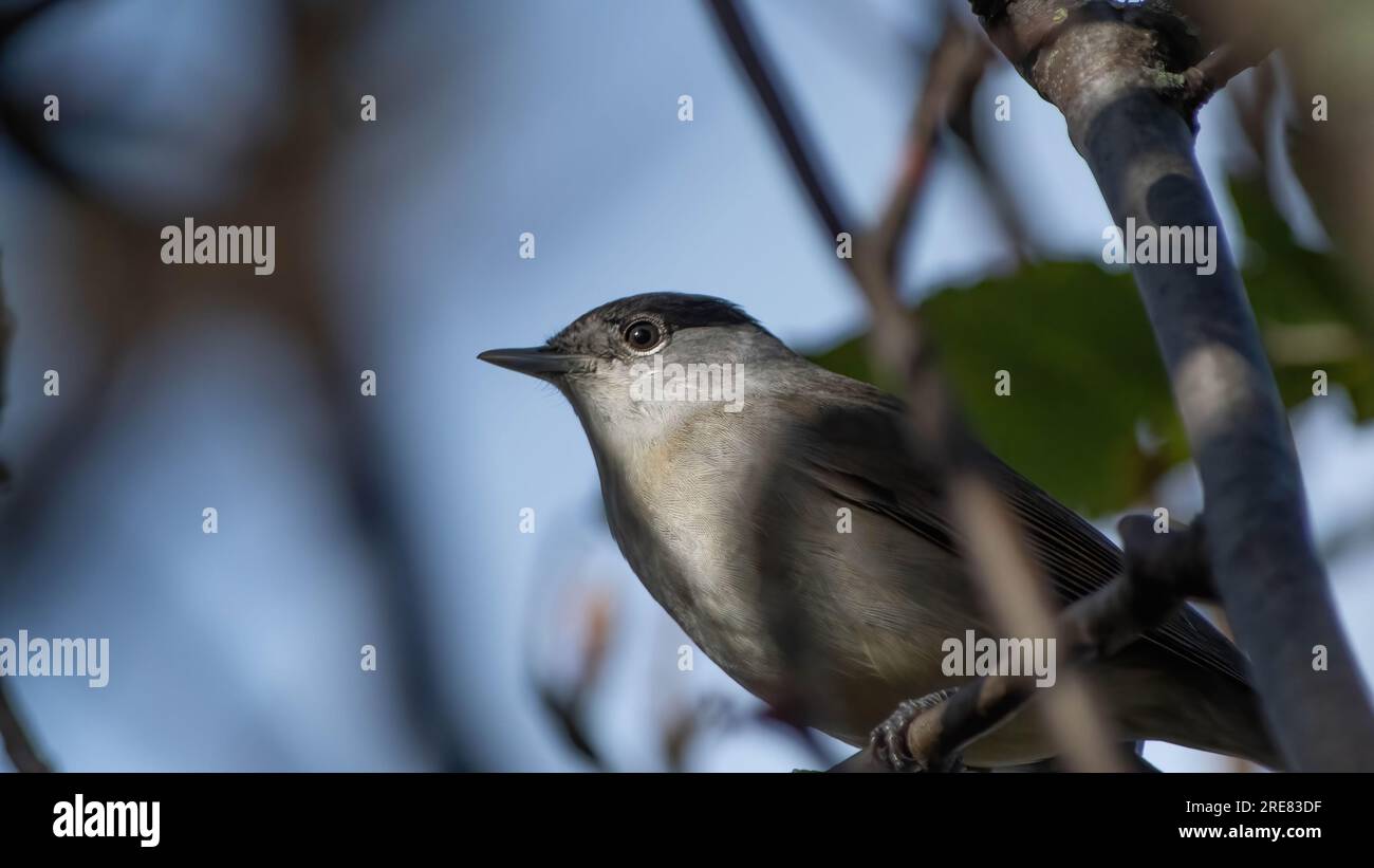 Black cap bird hi-res stock photography and images - Alamy