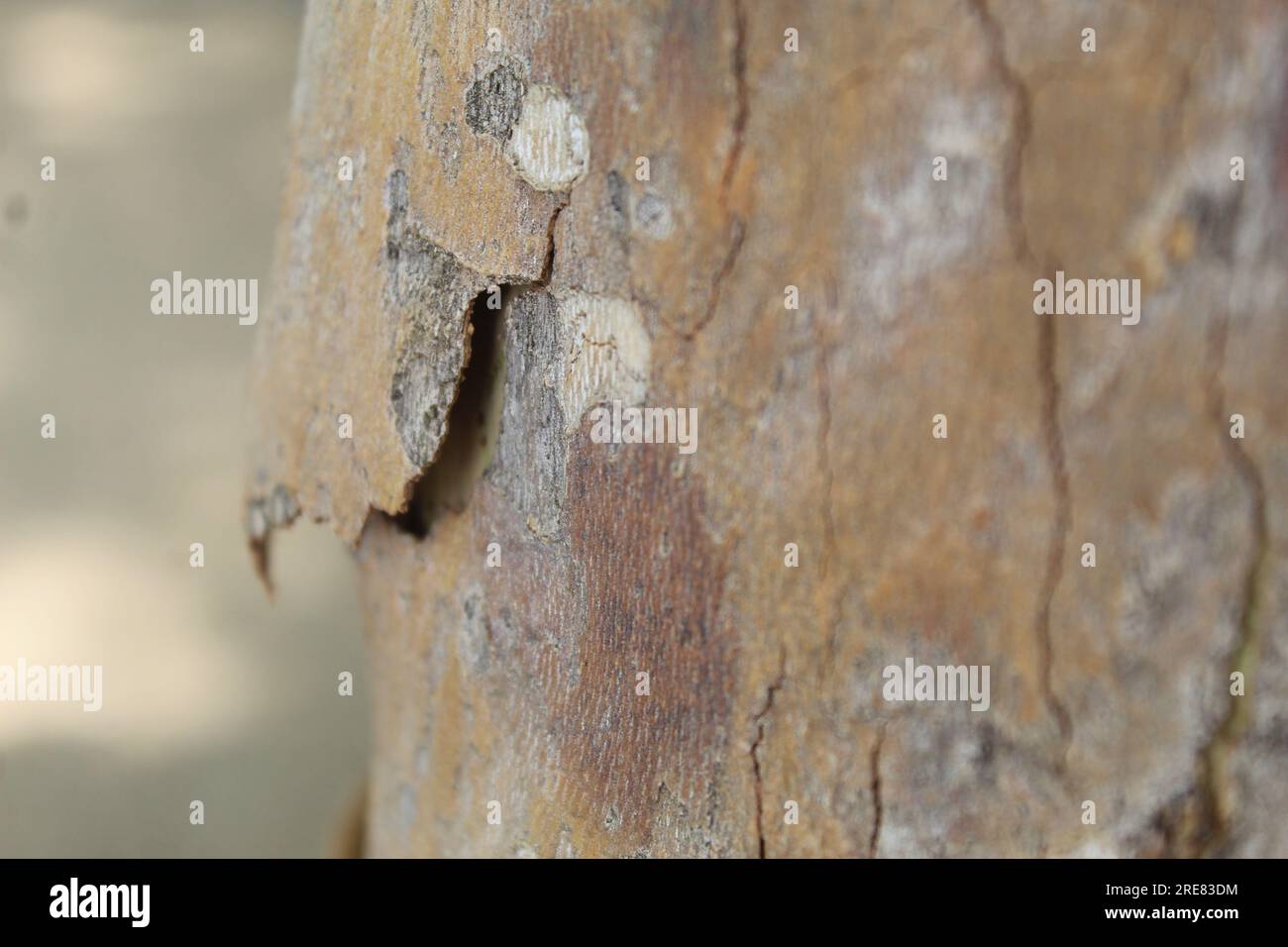 A close up of tree bark Stock Photo - Alamy