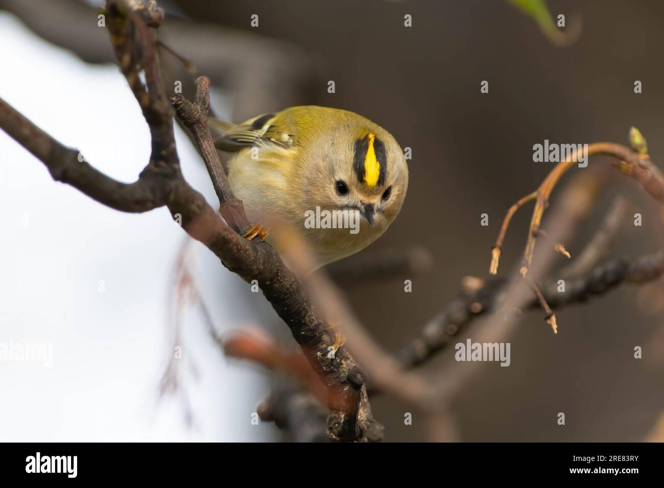 Goldcrest - Gold Crest Stock Photo - Alamy