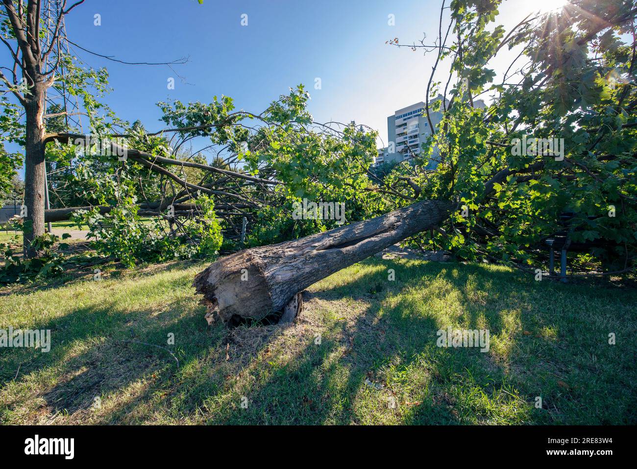 Milan, Italy - July 25, 2023: Street view of Milano, fallen trees and ...