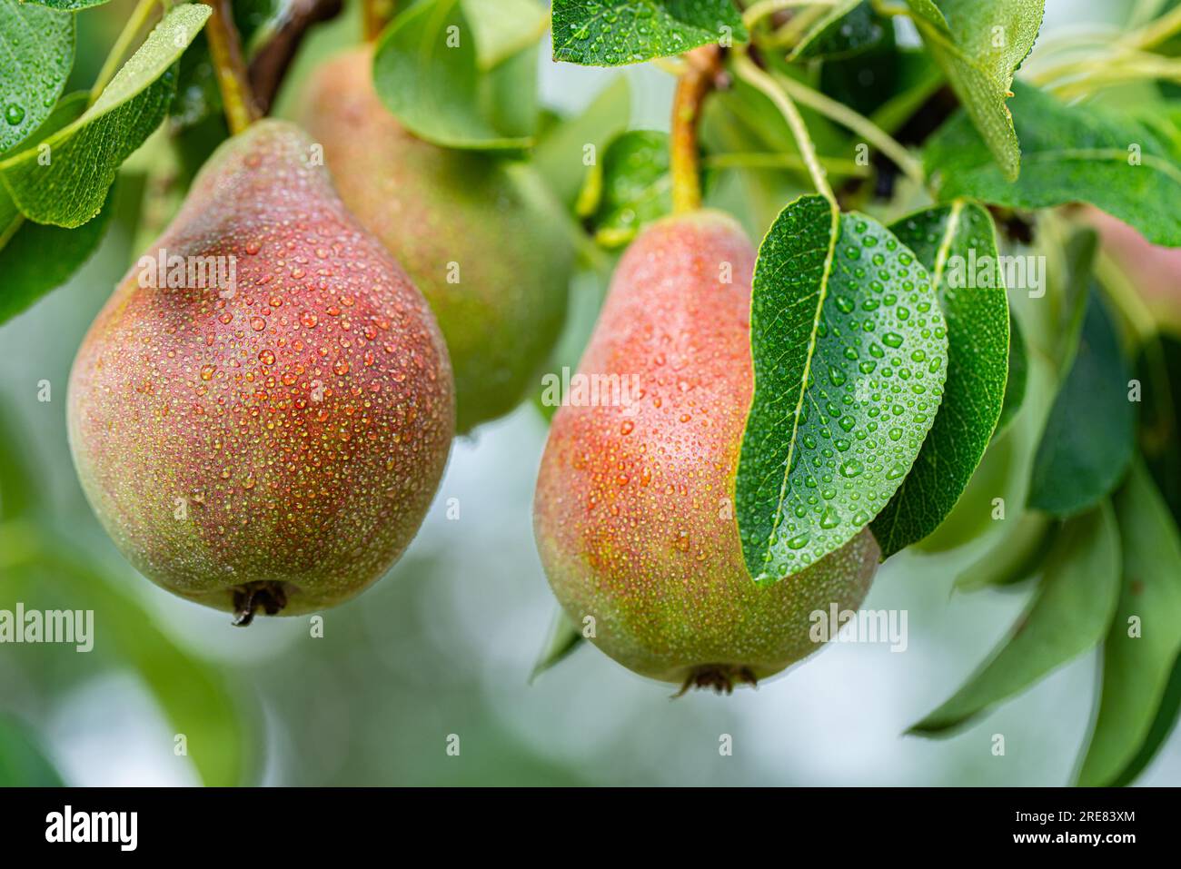 Water pear tree leaf hi-res stock photography and images - Alamy