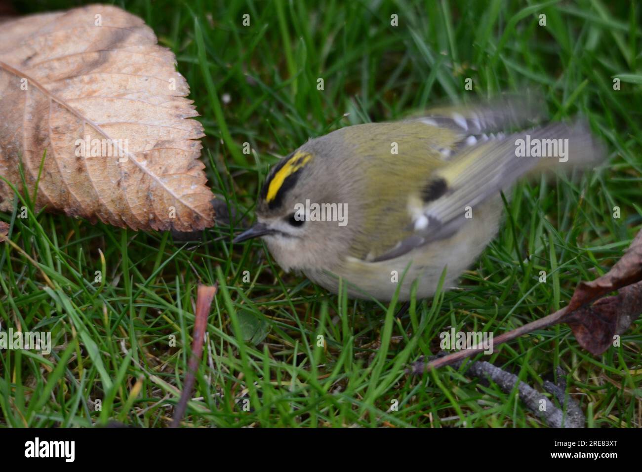 Goldcrest - Gold Crest Stock Photo - Alamy