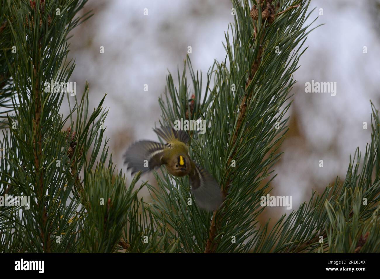 Goldcrest - Gold Crest Stock Photo - Alamy