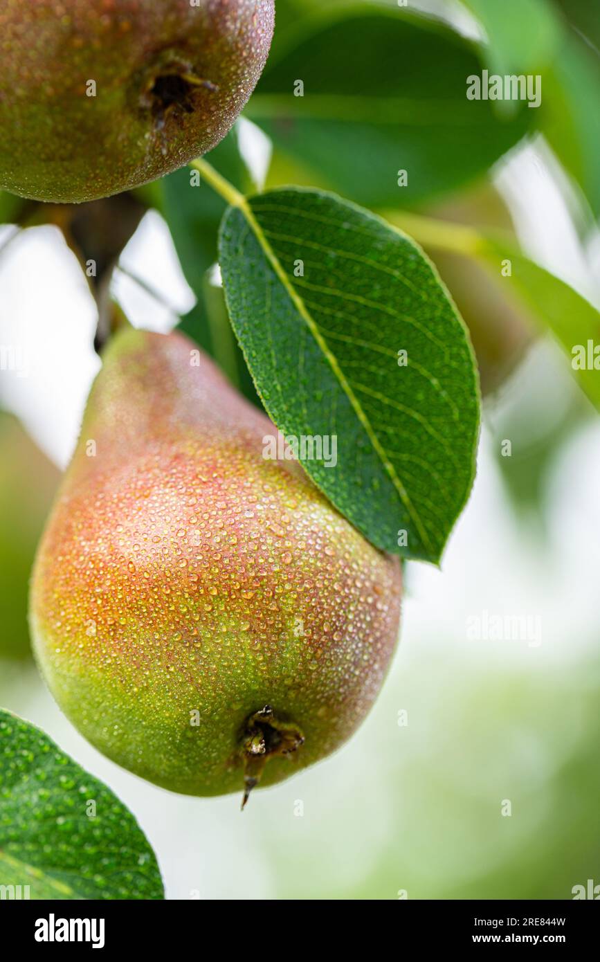 Water pear tree leaf hi-res stock photography and images - Alamy