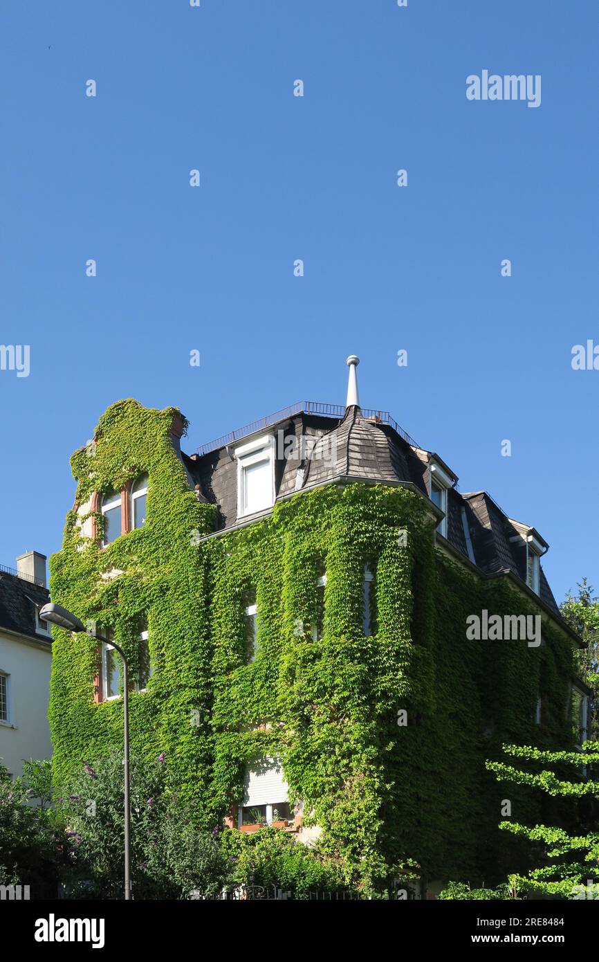 detail of historic facade covered with creeker plants in Germany Stock ...