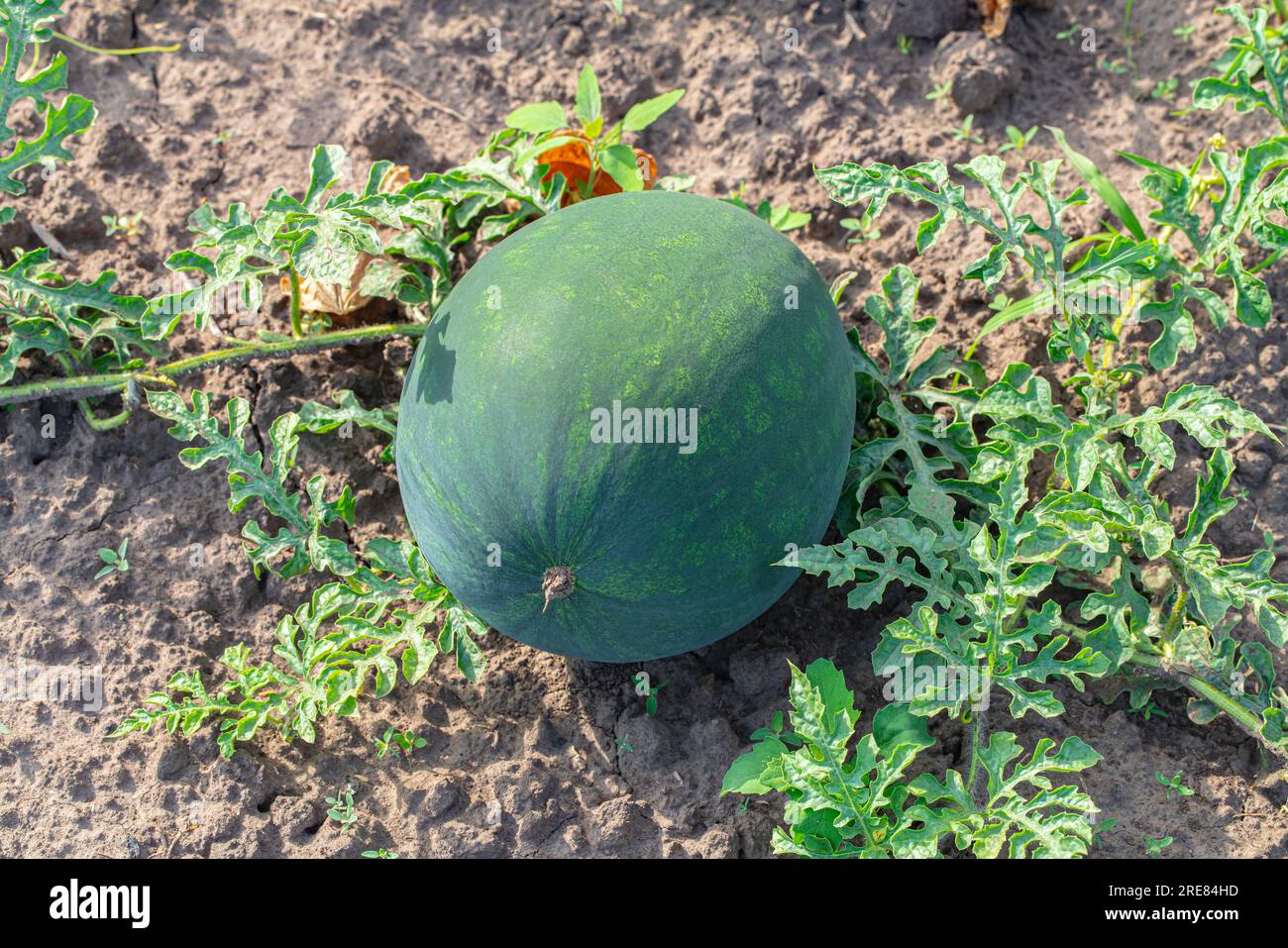 growing watermelon on a branch with leaves close-up Stock Photo - Alamy