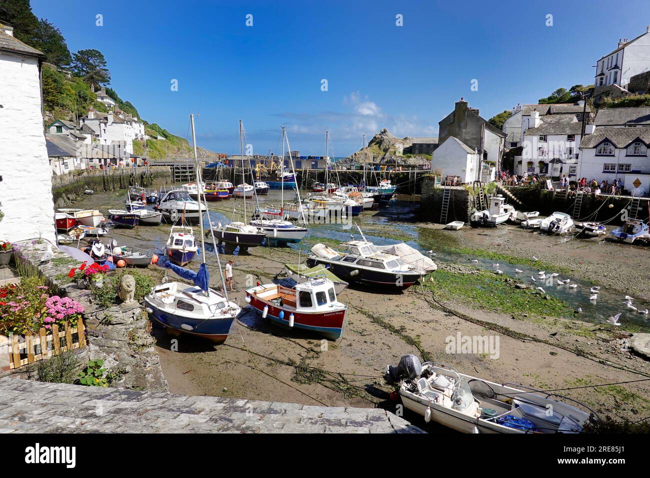 Polperro cornwall fish hi-res stock photography and images - Alamy