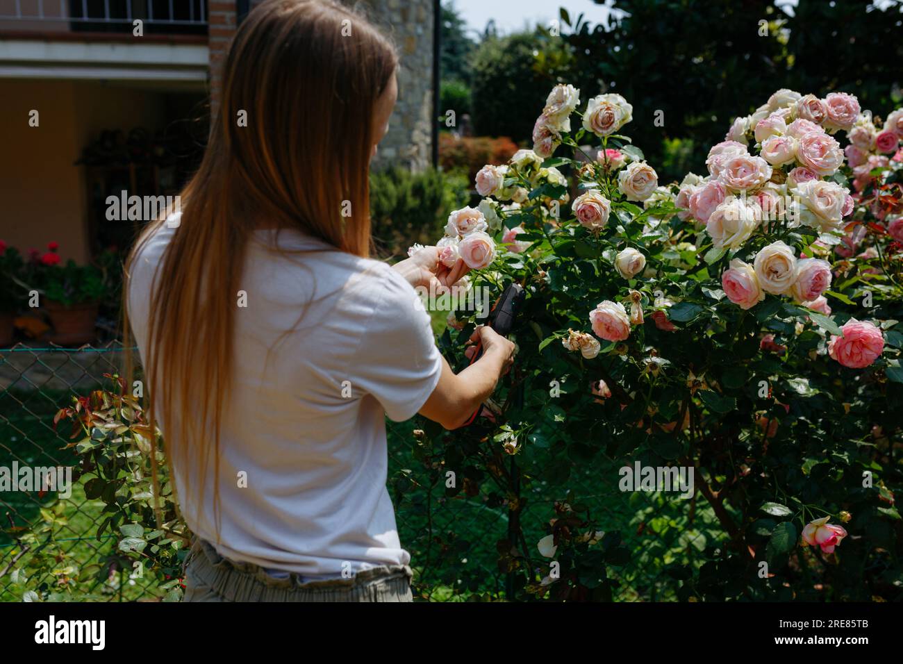 Woman cutting roses hi-res stock photography and images - Alamy