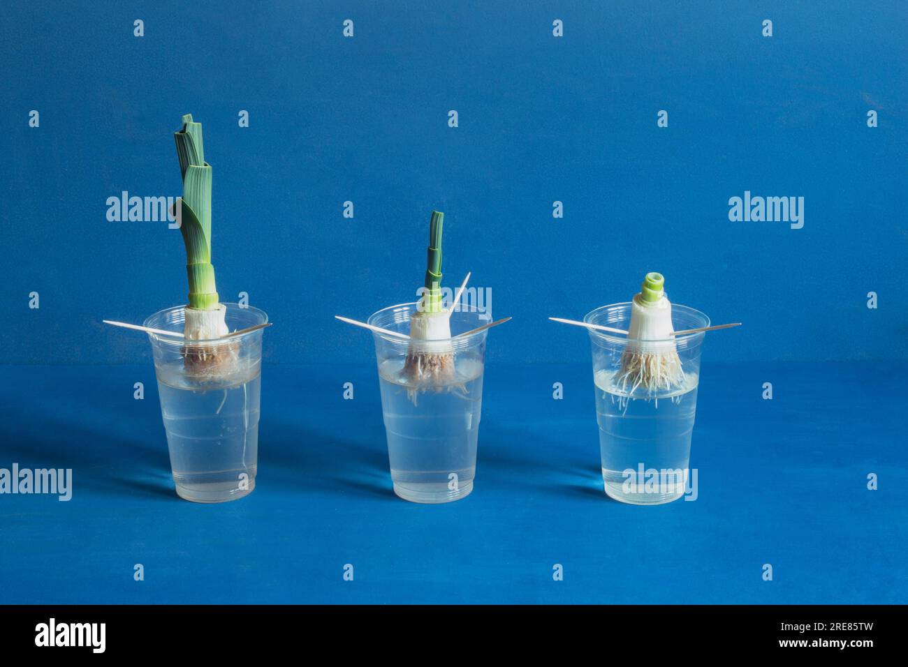 Three leek roots displaying different stages of growth in transparent ...