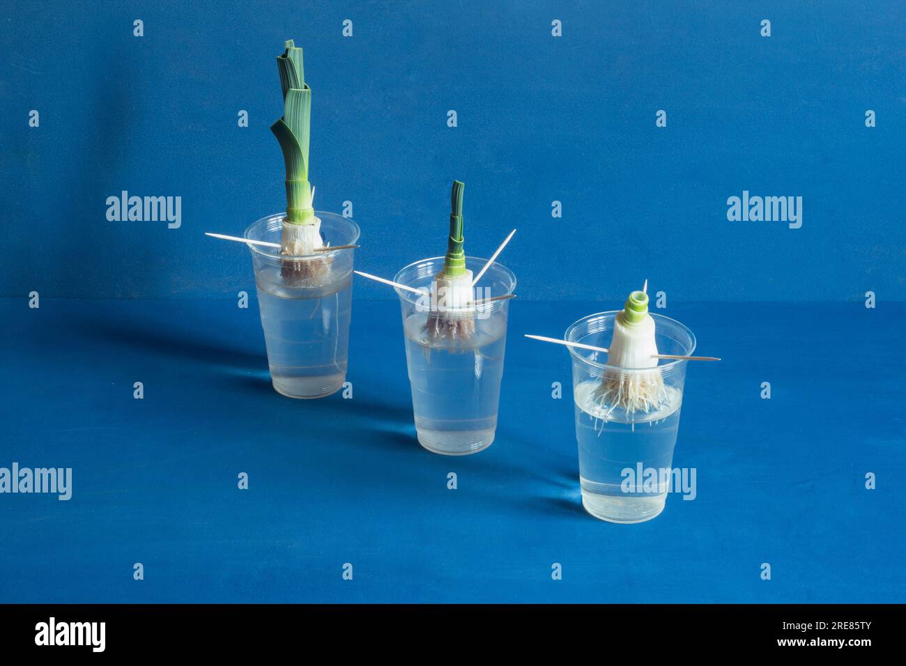 A diagonal arrangement of three growing leeks from their roots in water ...