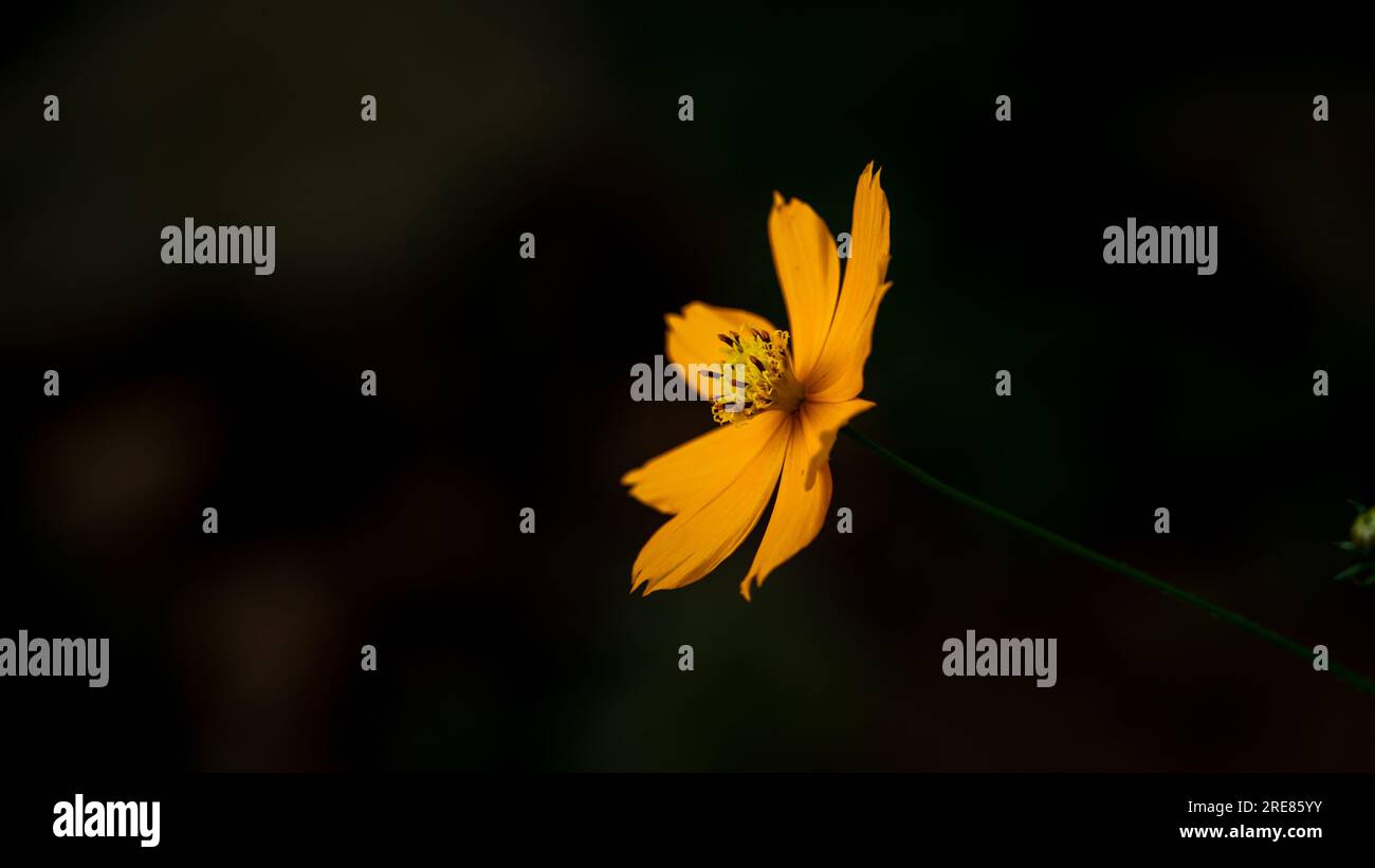 Dark and yellow color hi-res stock photography and images - Alamy