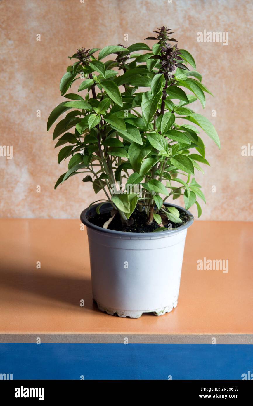 A thriving basil plant in a pot, ready to be transplanted, is showcased ...