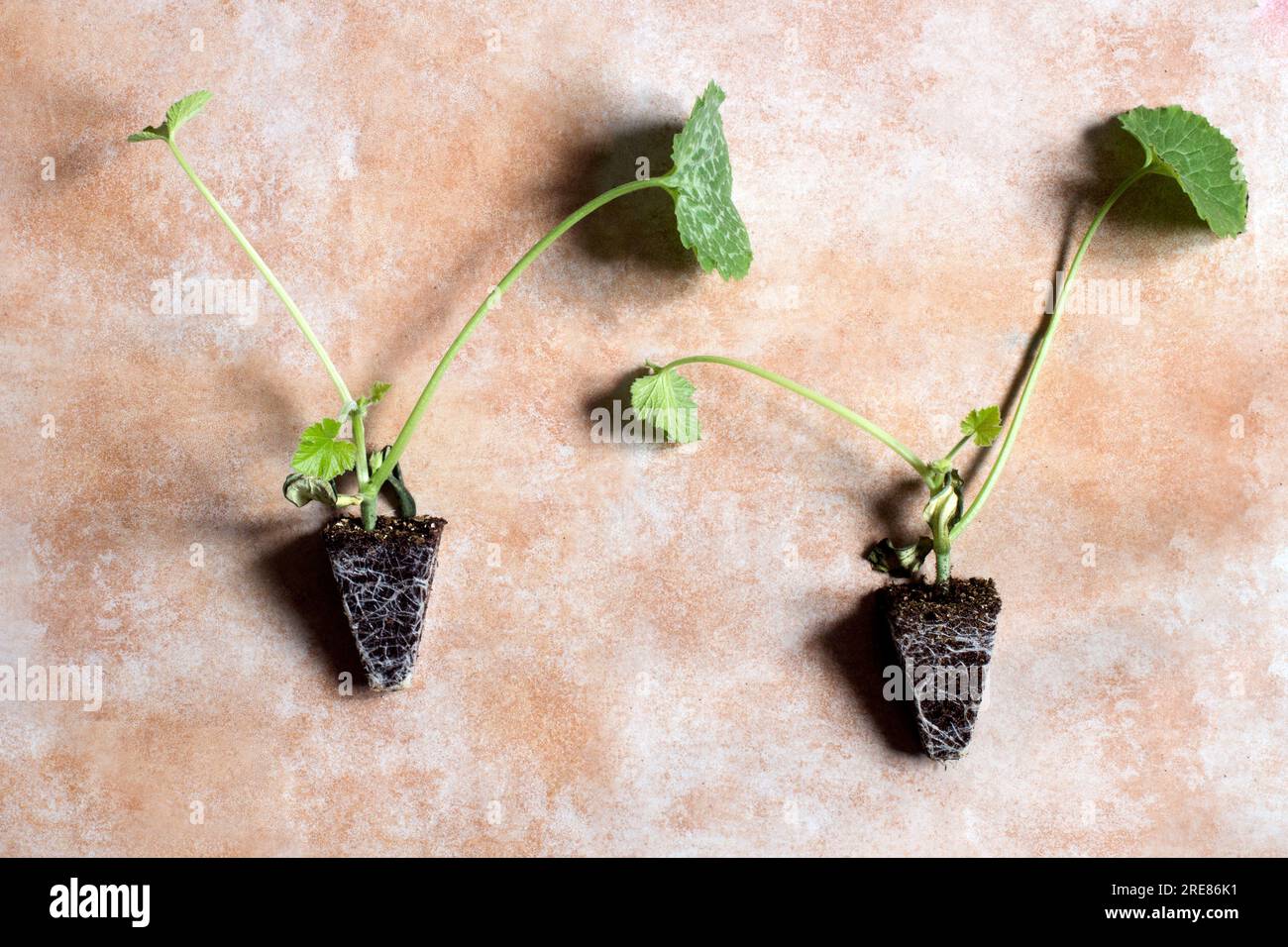 Two zucchini seedlings with visible roots ready for transplanting are ...